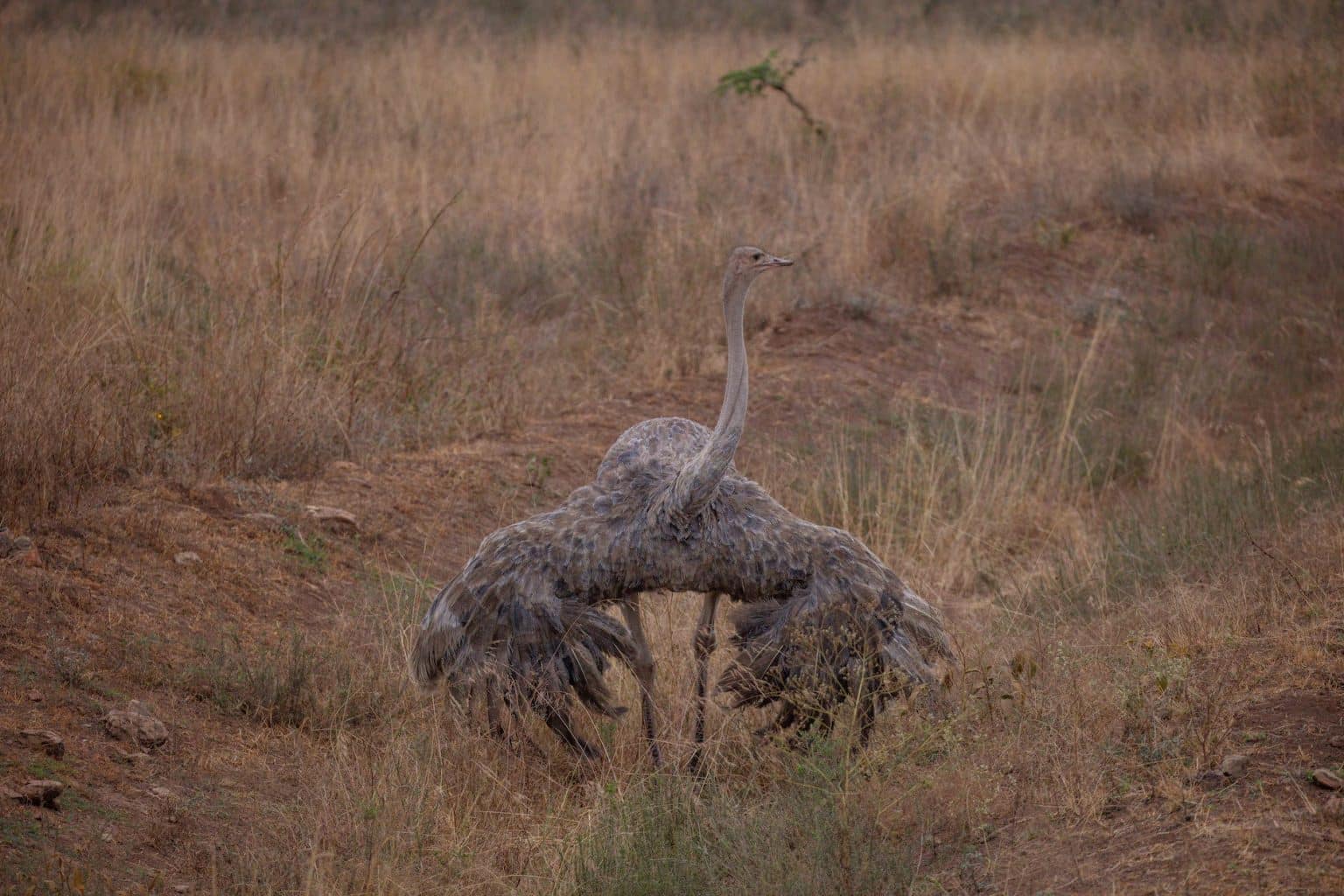 Unveiling the Secrets of Carcass: A Comprehensive Guide for Vehicle ...